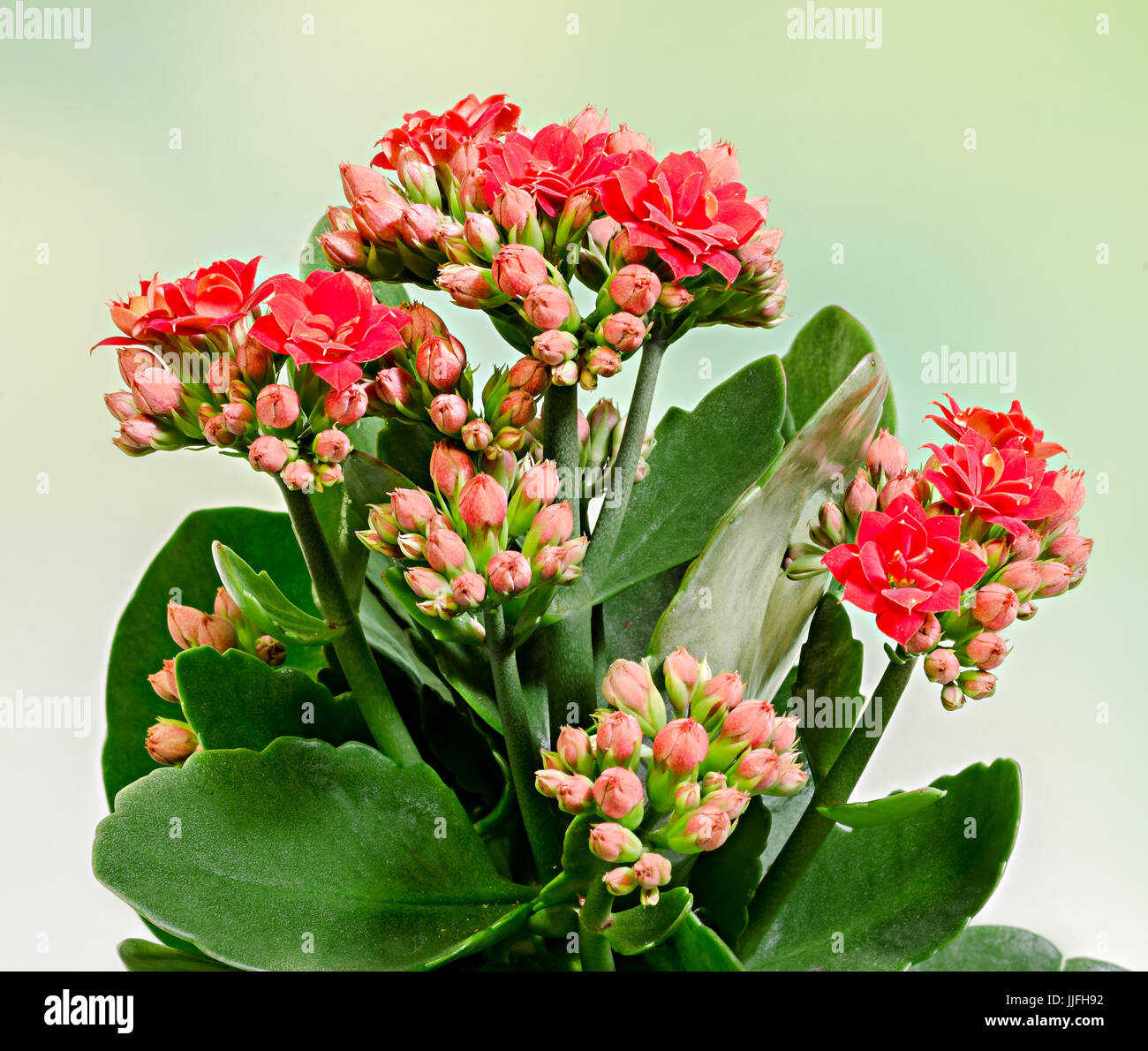 Red Calandiva flowers, close up, green gradient background Stock Photo ...