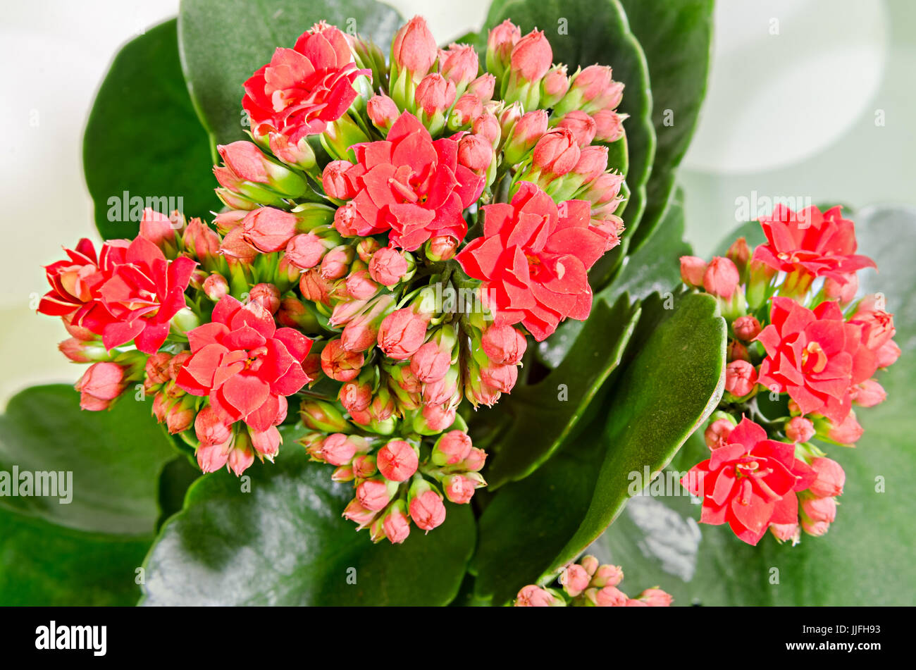 Red Calandiva flowers, close up, green gradient background Stock Photo ...