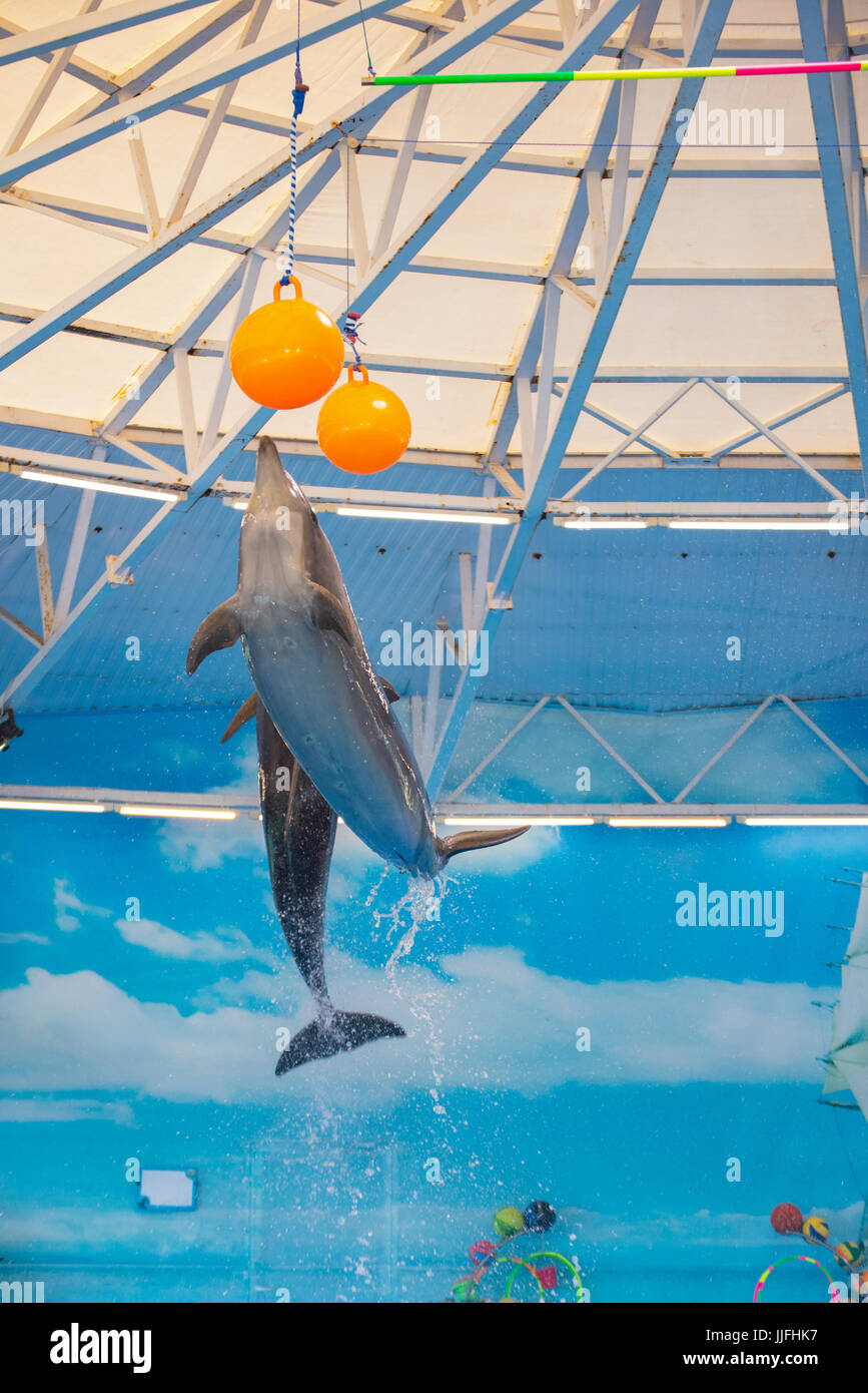 dolphins in dolphinariums jump high to the ball Stock Photo - Alamy