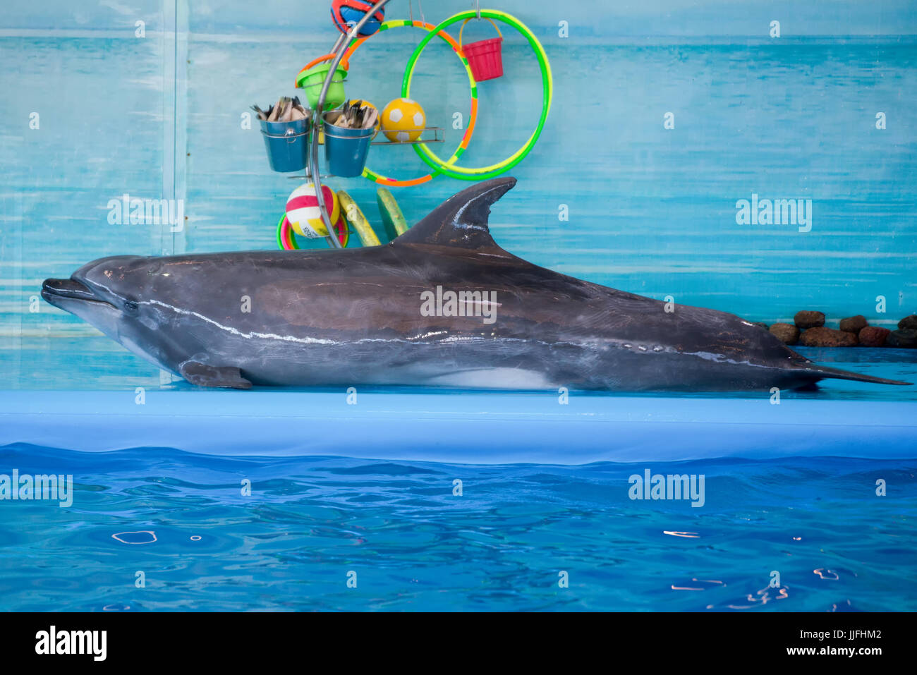 Dolphin jumping ball hi-res stock photography and images - Alamy