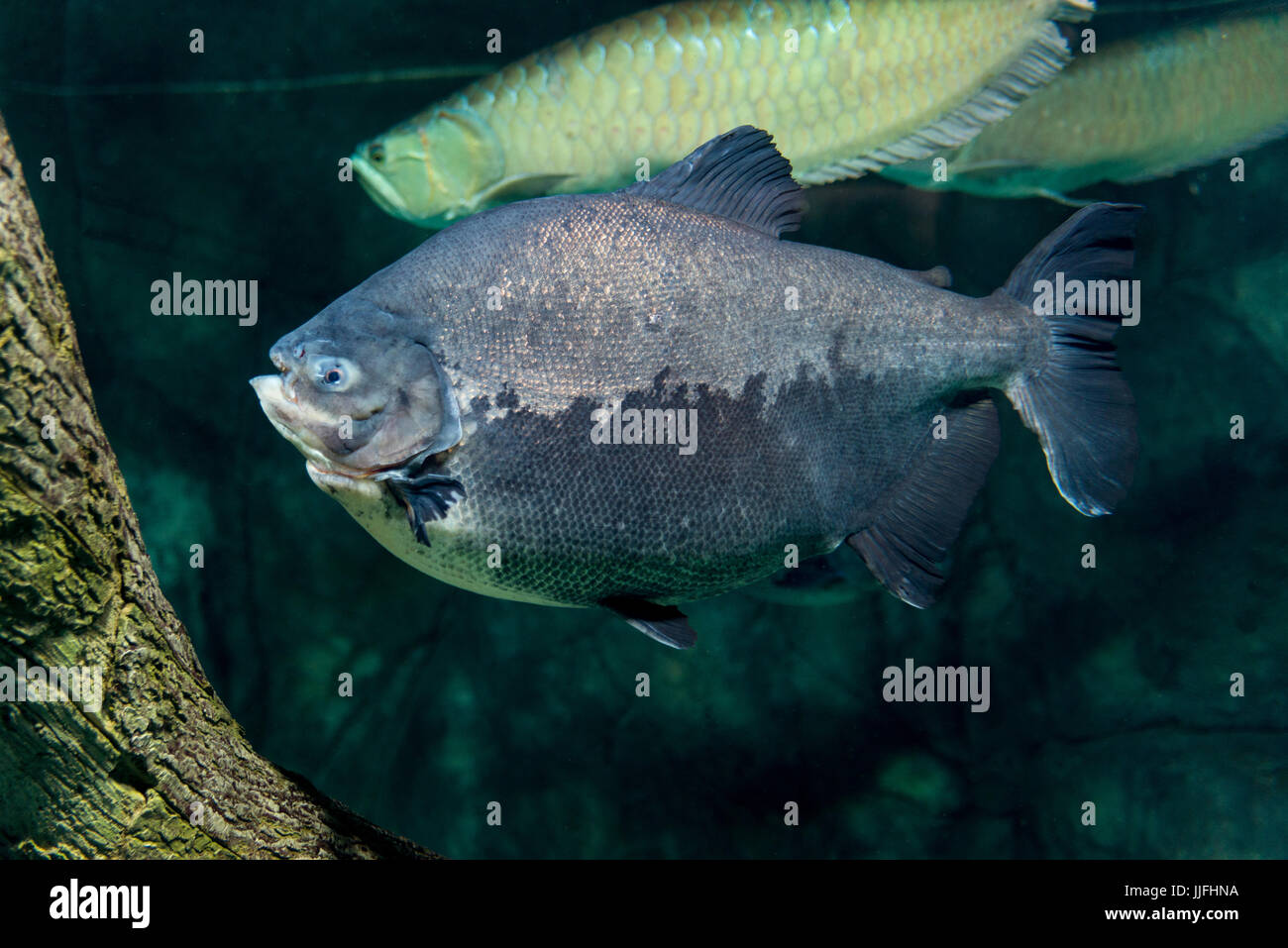 Freshwater fishes of rio sao francisco hi-res stock photography and ...