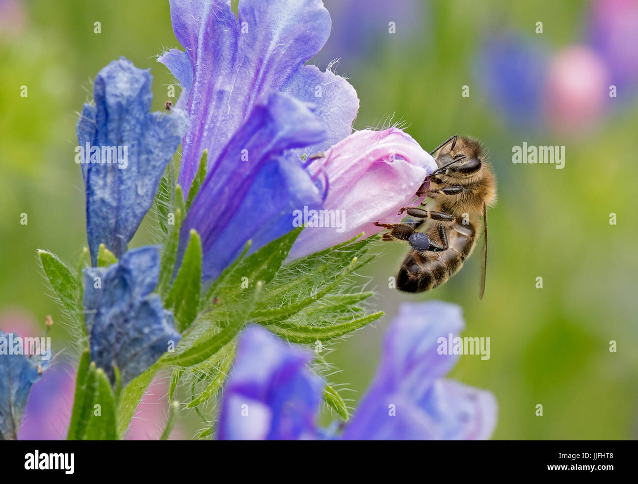 Honeybee-Apis mellifera nectaring on wild flowers. Uk Stock Photo - Alamy