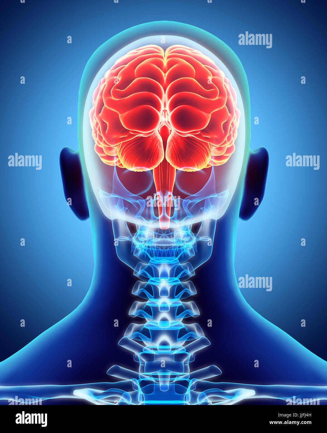 Human Internal Organic - Human Brain, 3D illustration medical concept ...