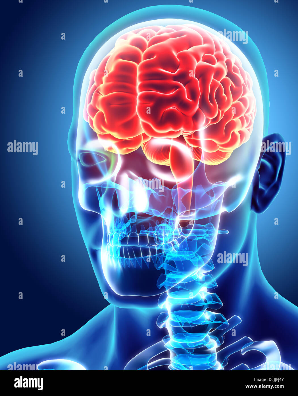 Human Internal Organic - Human Brain, 3D illustration medical concept ...