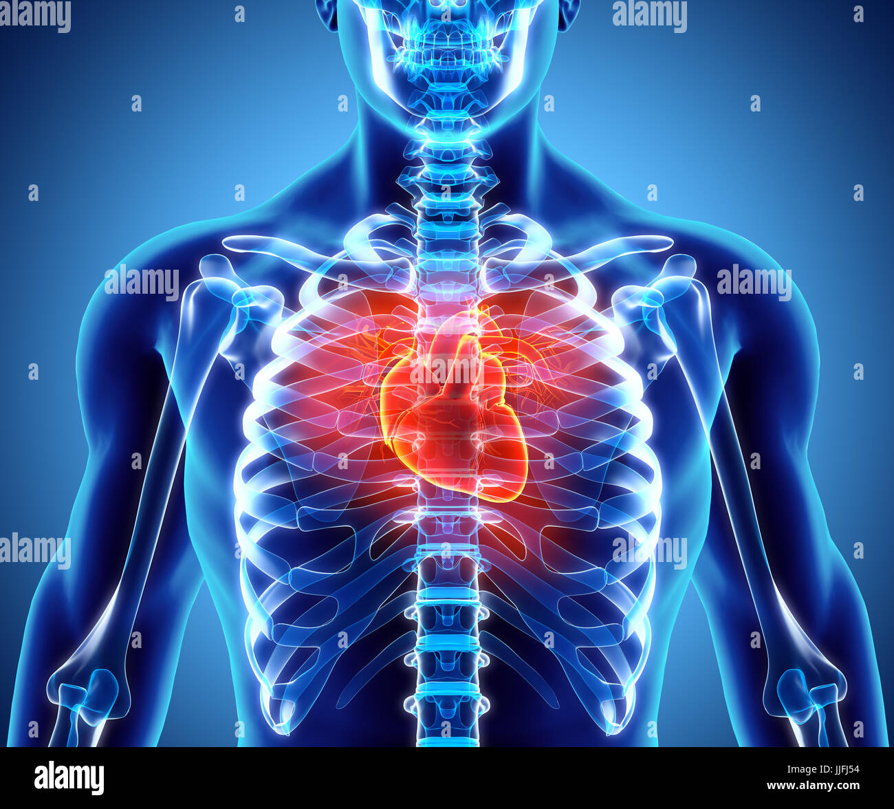 3D illustration of Heart - Part of Human Organic Stock Photo - Alamy