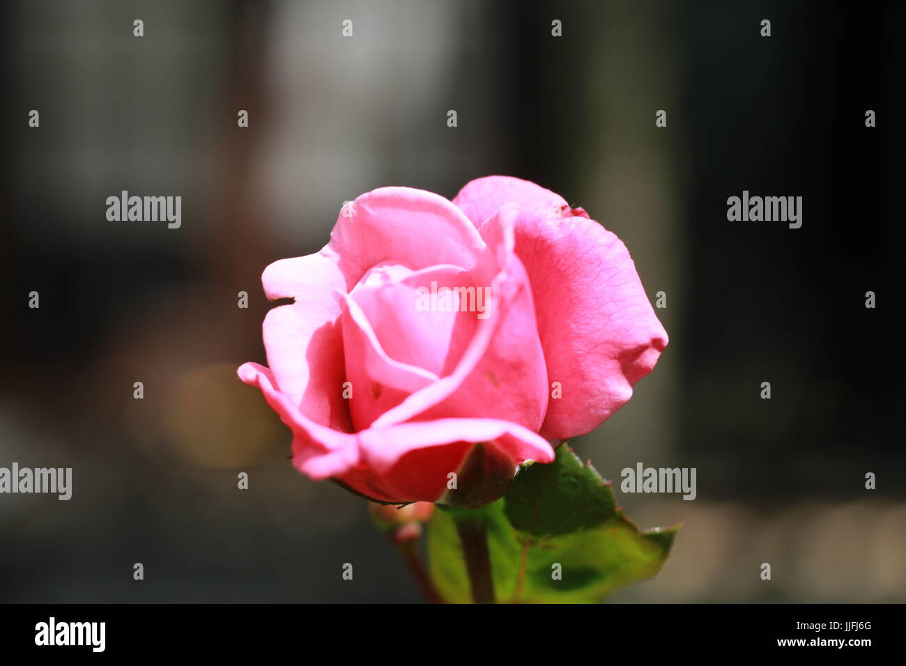 Single pink rose close up Stock Photo - Alamy