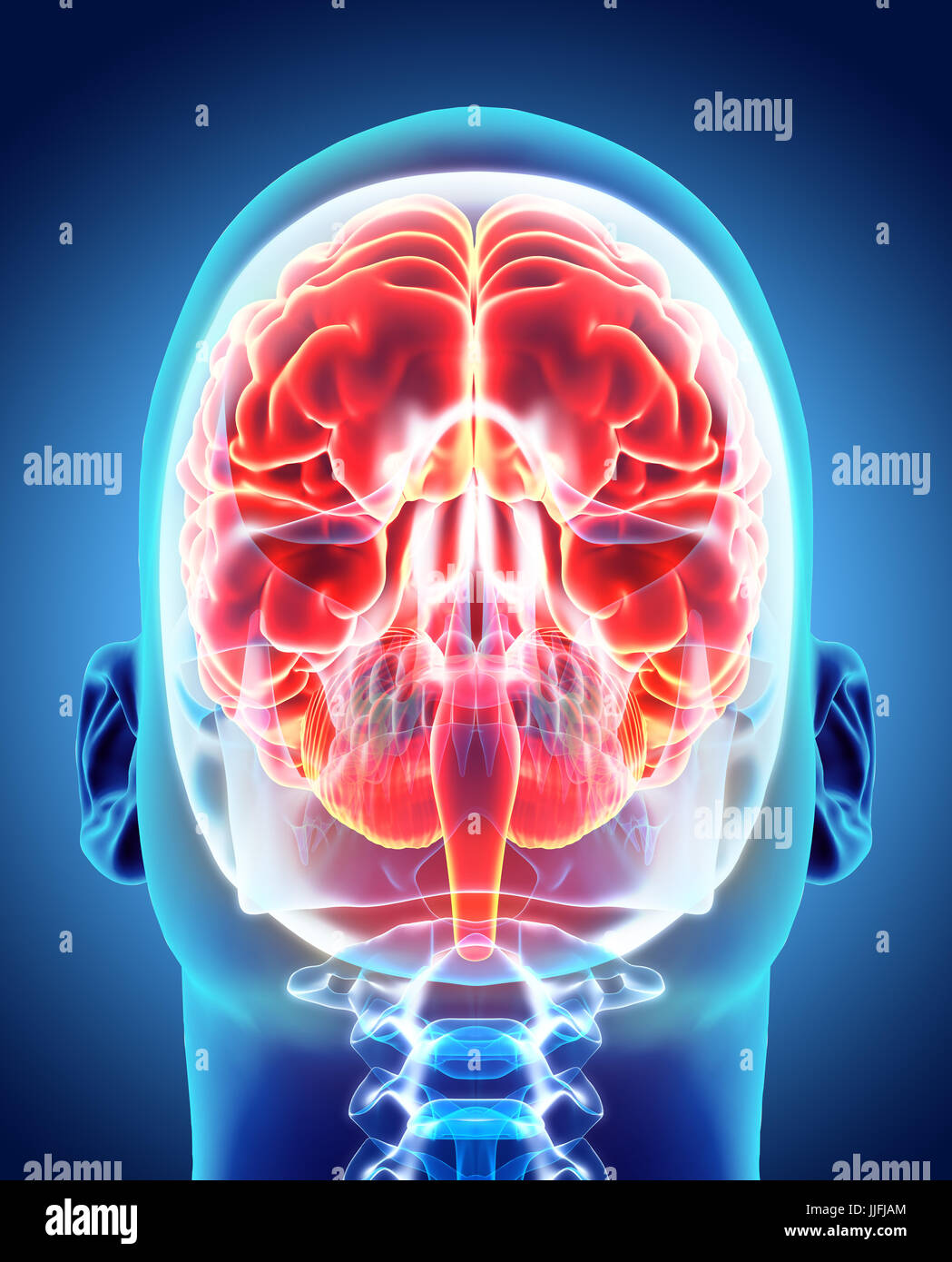 Human Internal Organic - Human Brain, 3D illustration medical concept ... Human Internal Organic - Human Brain, 3D illustration medical concept ...