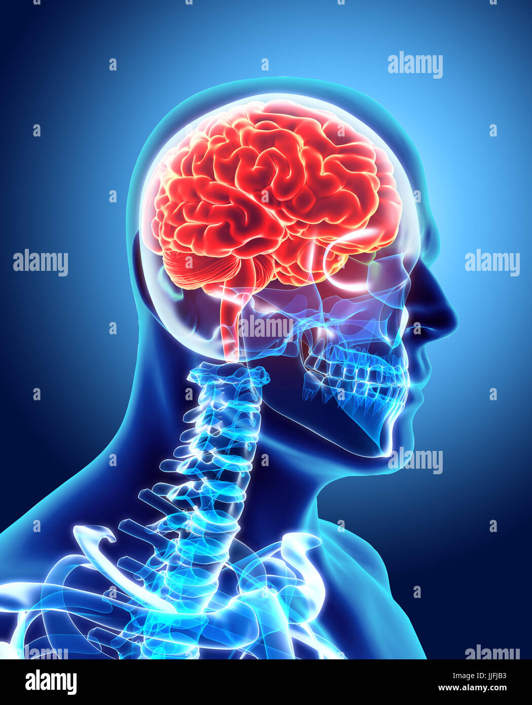 Human Internal Organic - Human Brain, 3D illustration medical concept ...