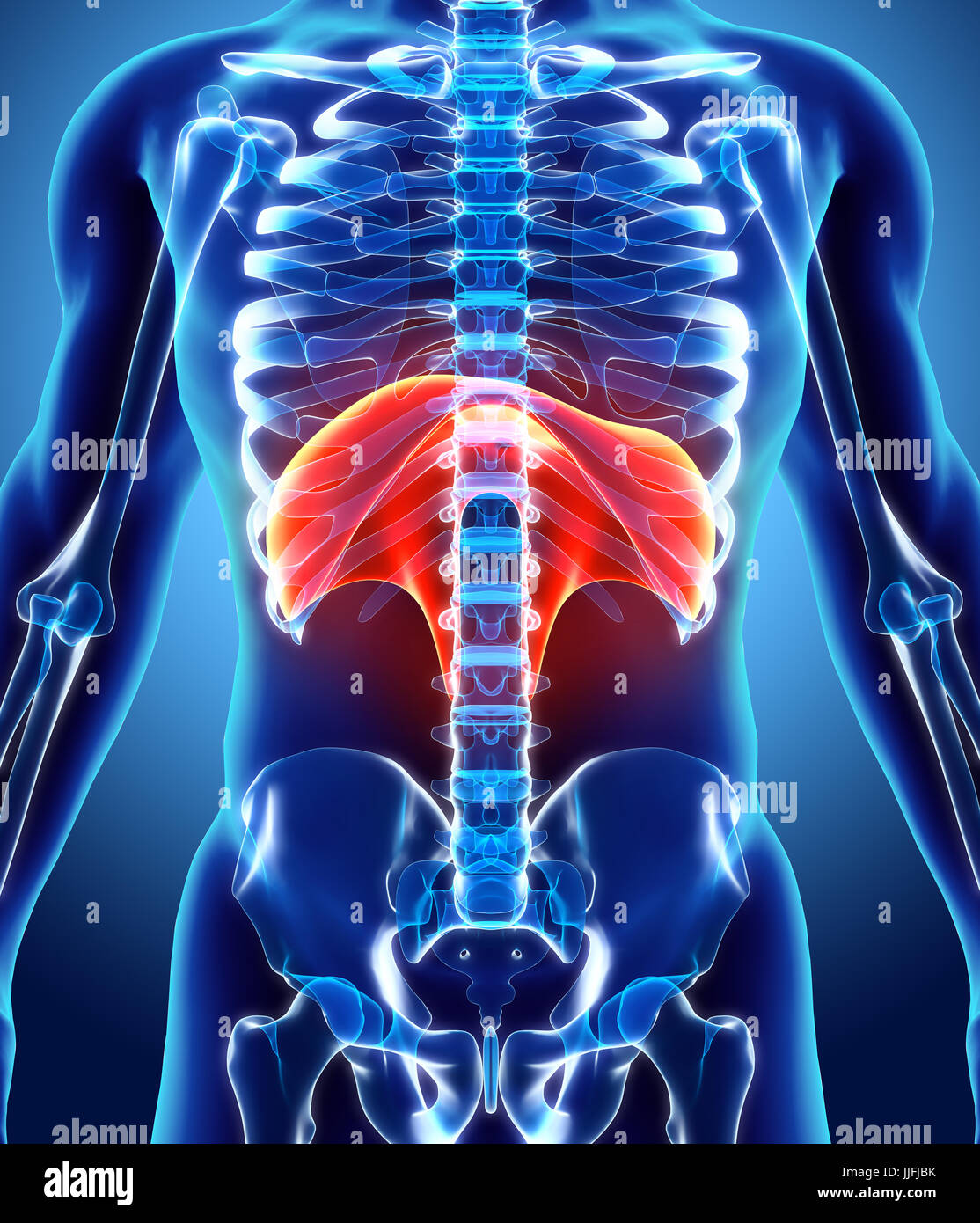Diaphragm body part hi-res stock photography and images - Alamy