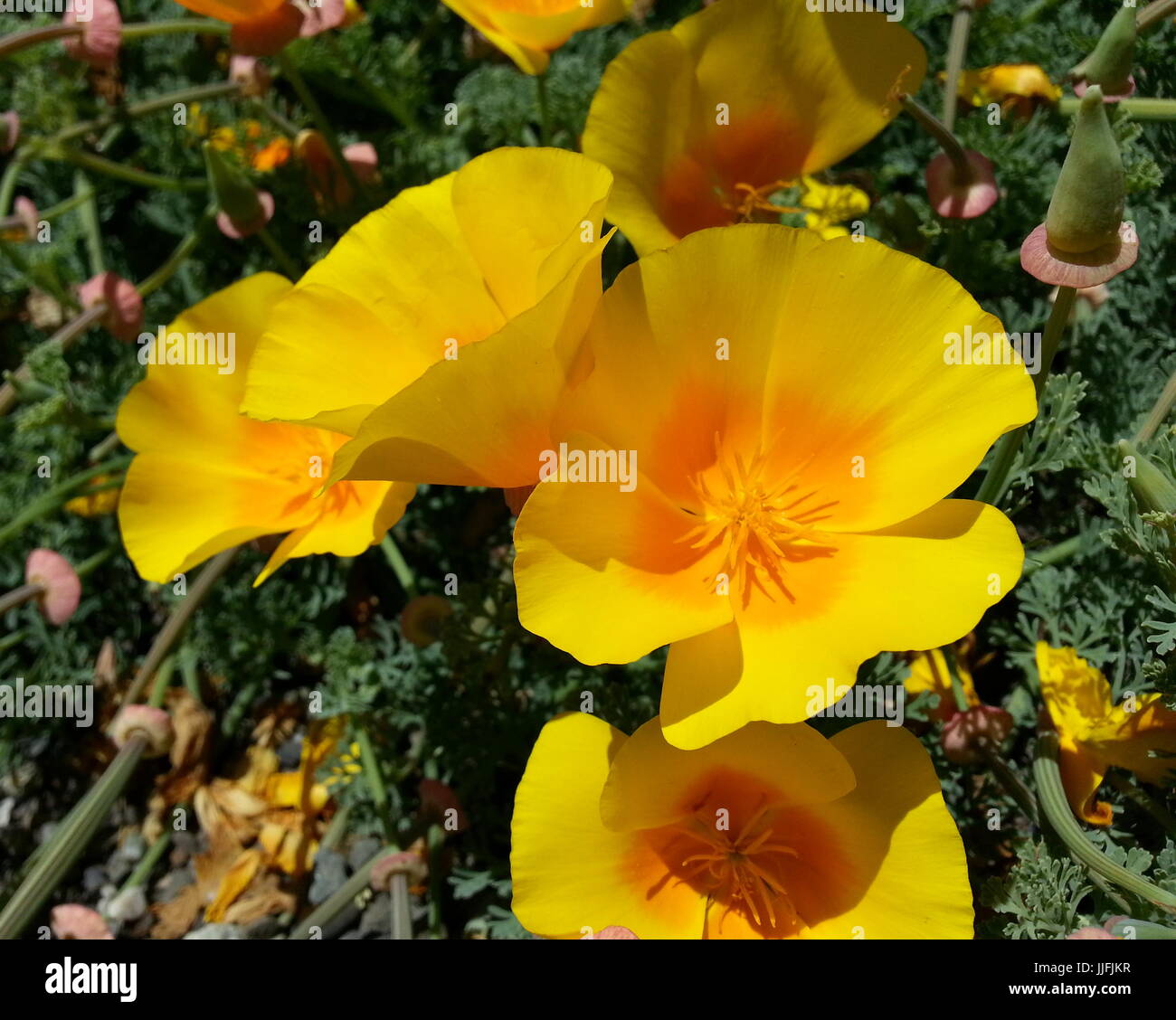 Yellow poppies hi-res stock photography and images - Alamy