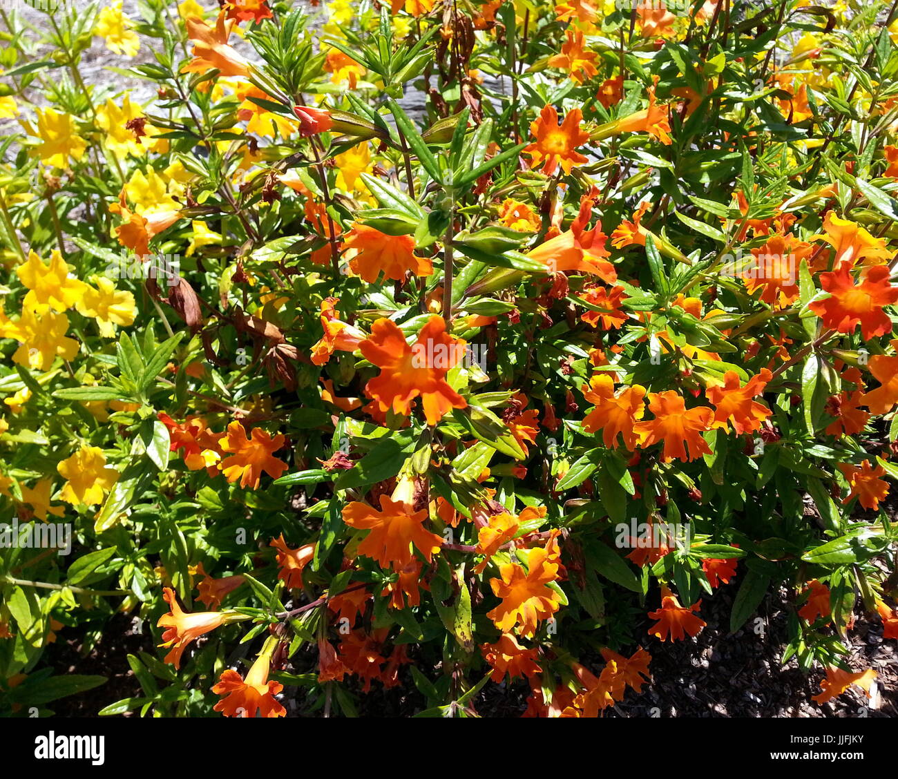 Monkeyflowers hi-res stock photography and images - Alamy