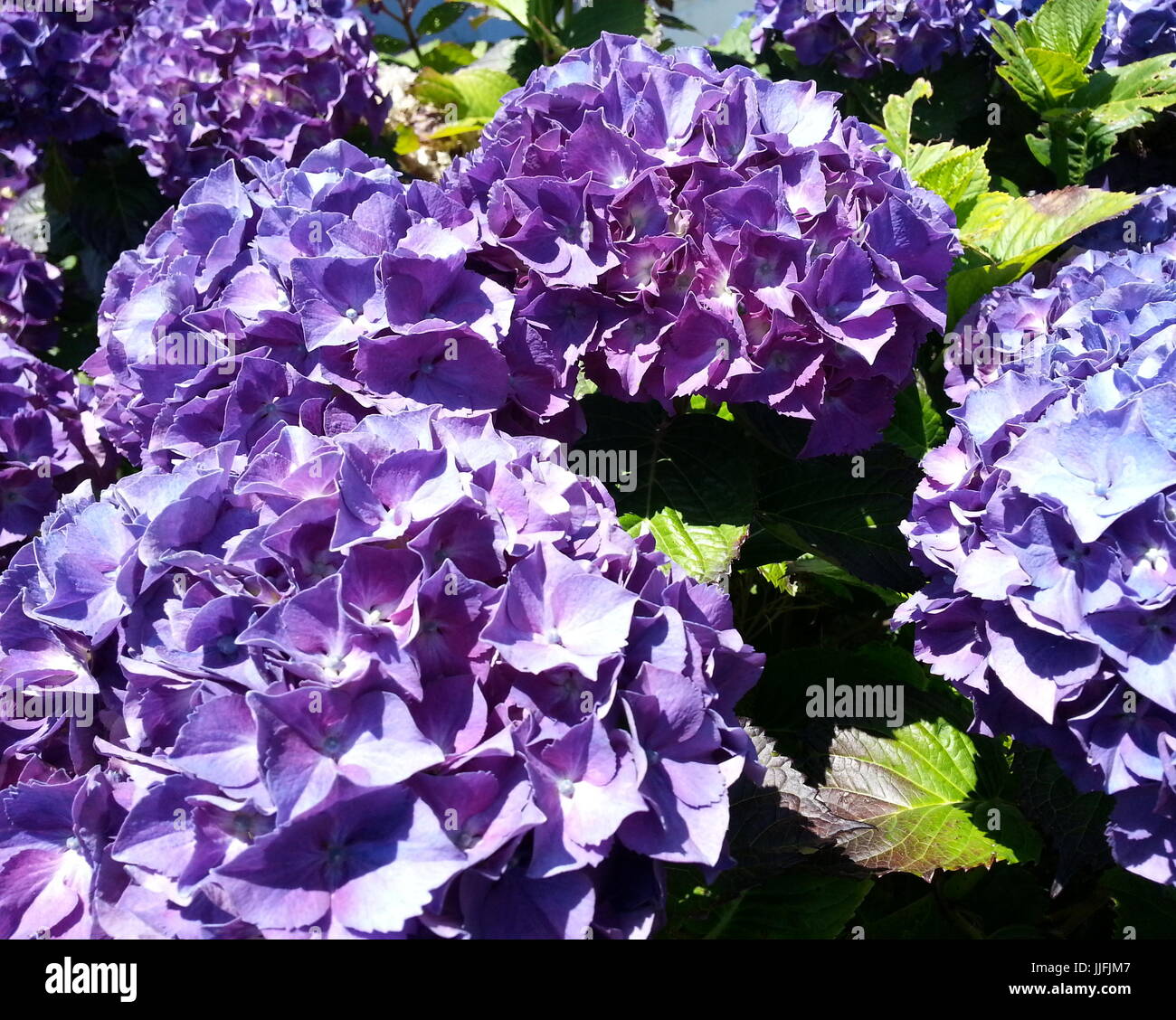 Bright hydrangeas hi-res stock photography and images - Alamy