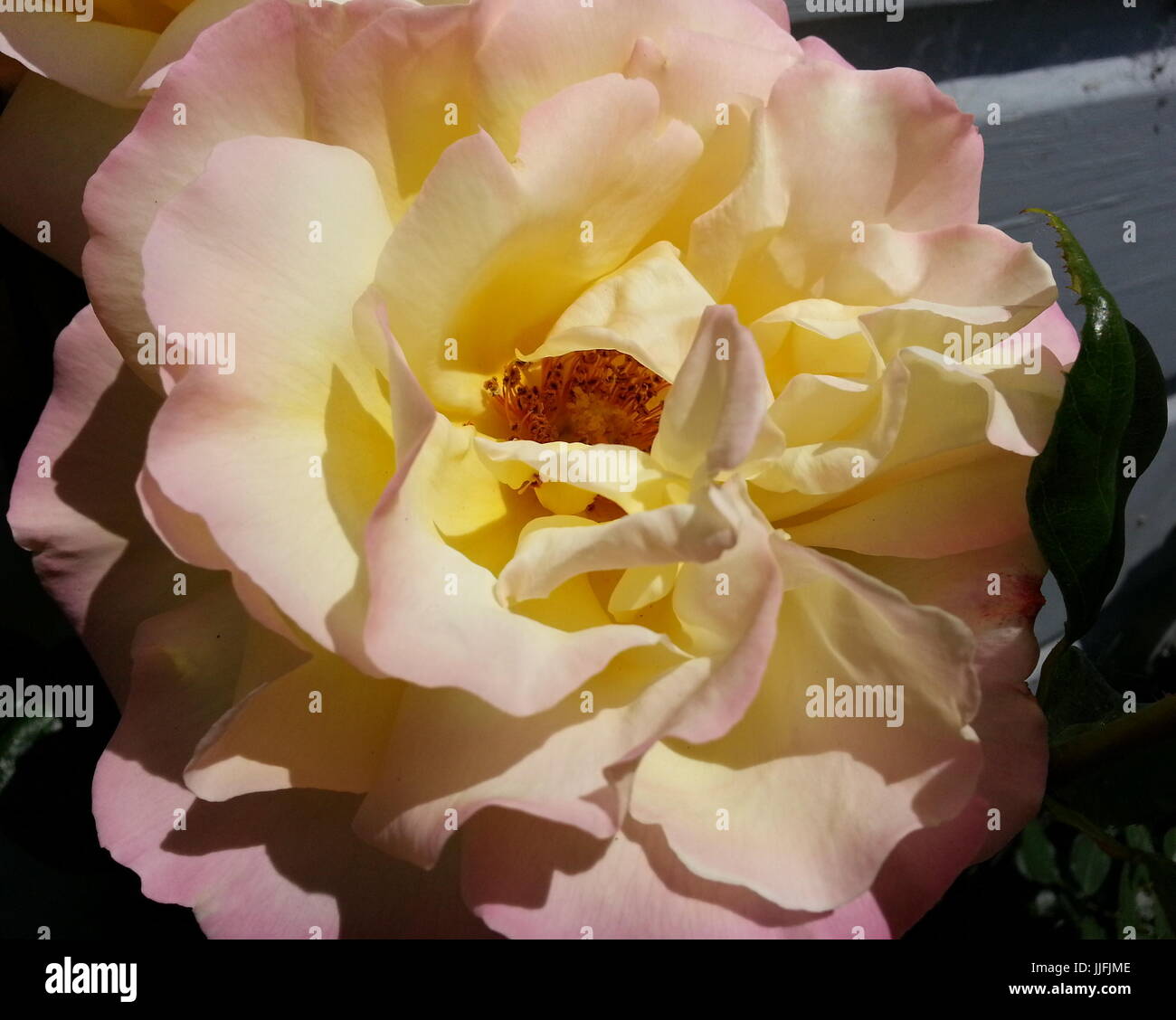 Soft Yellow Rose with Pink Edges Stock Photo - Alamy