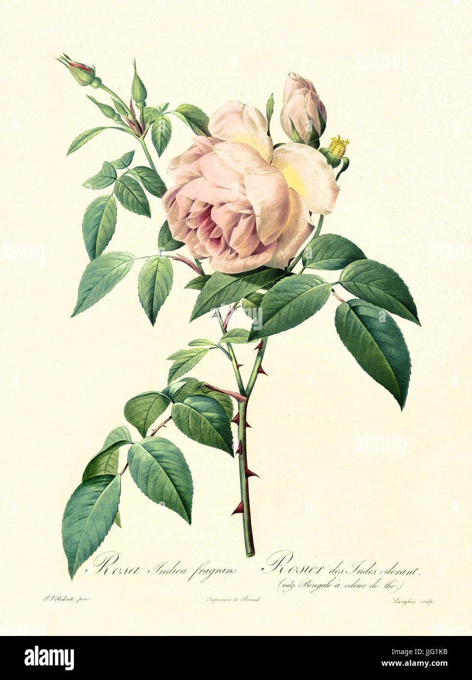 Illustration rosa indica hi-res stock photography and images - Alamy