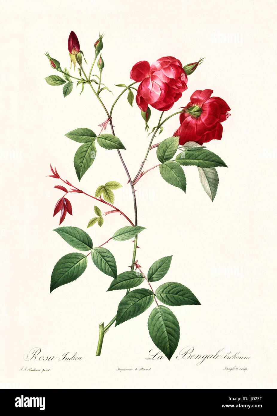 Rosa Indica High Resolution Stock Photography and Images - Alamy