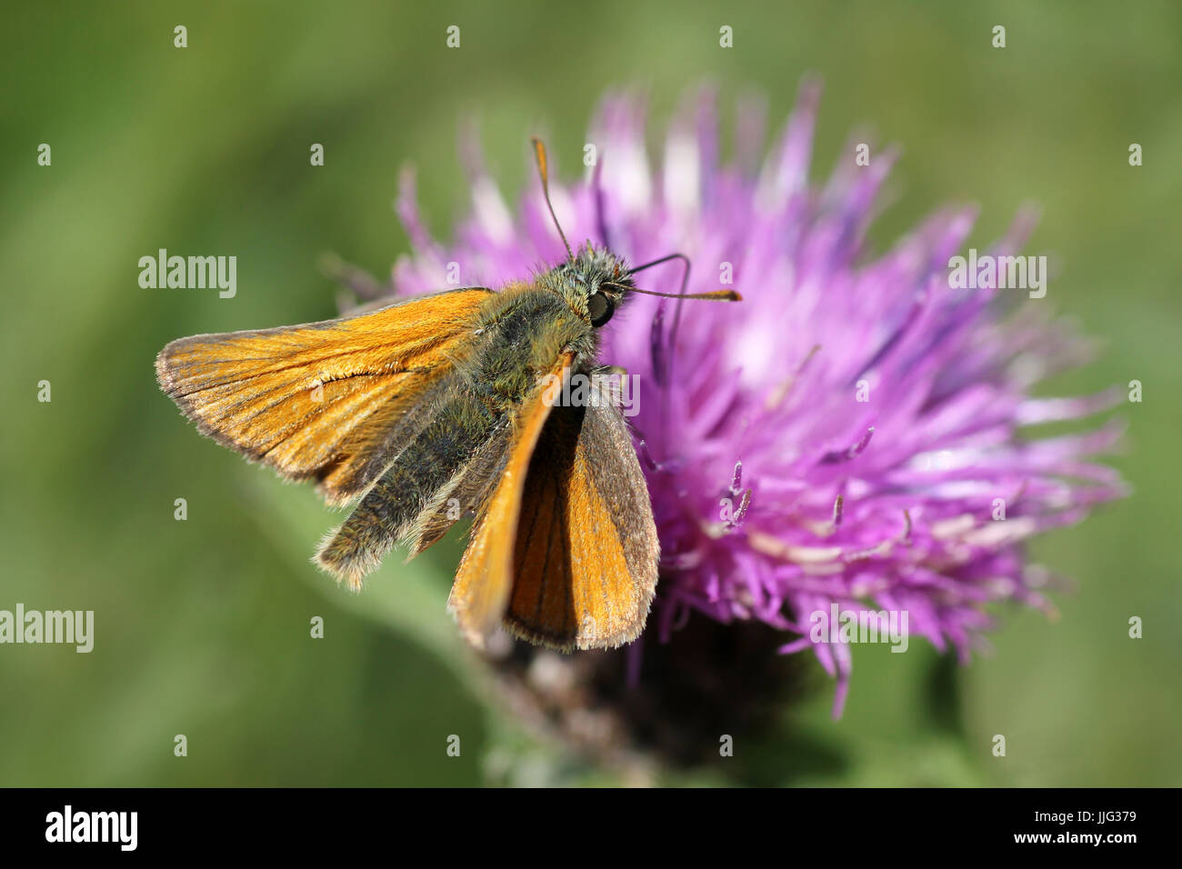 Common skipper hi-res stock photography and images - Alamy