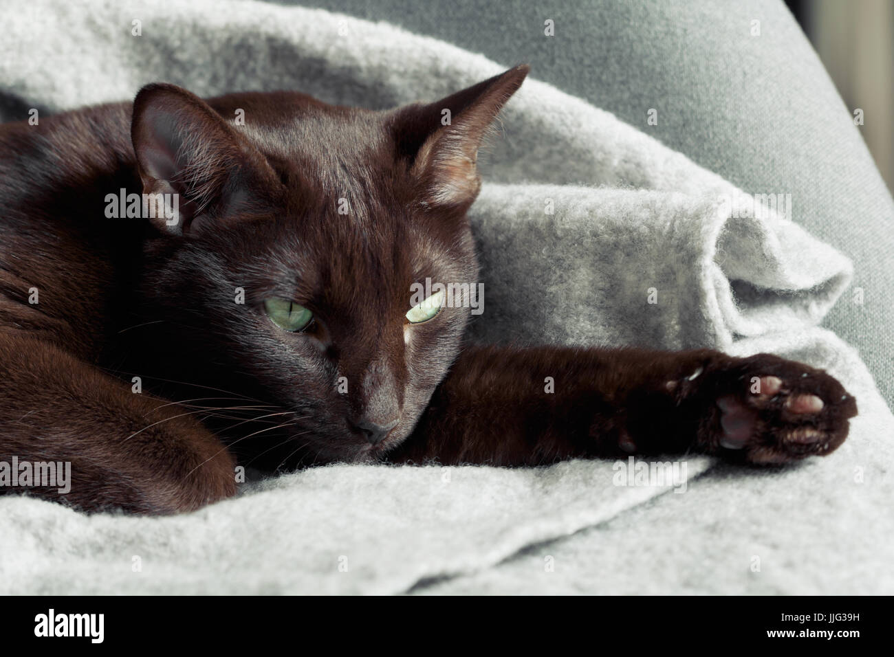 Domestic cat misses the owner Stock Photo - Alamy