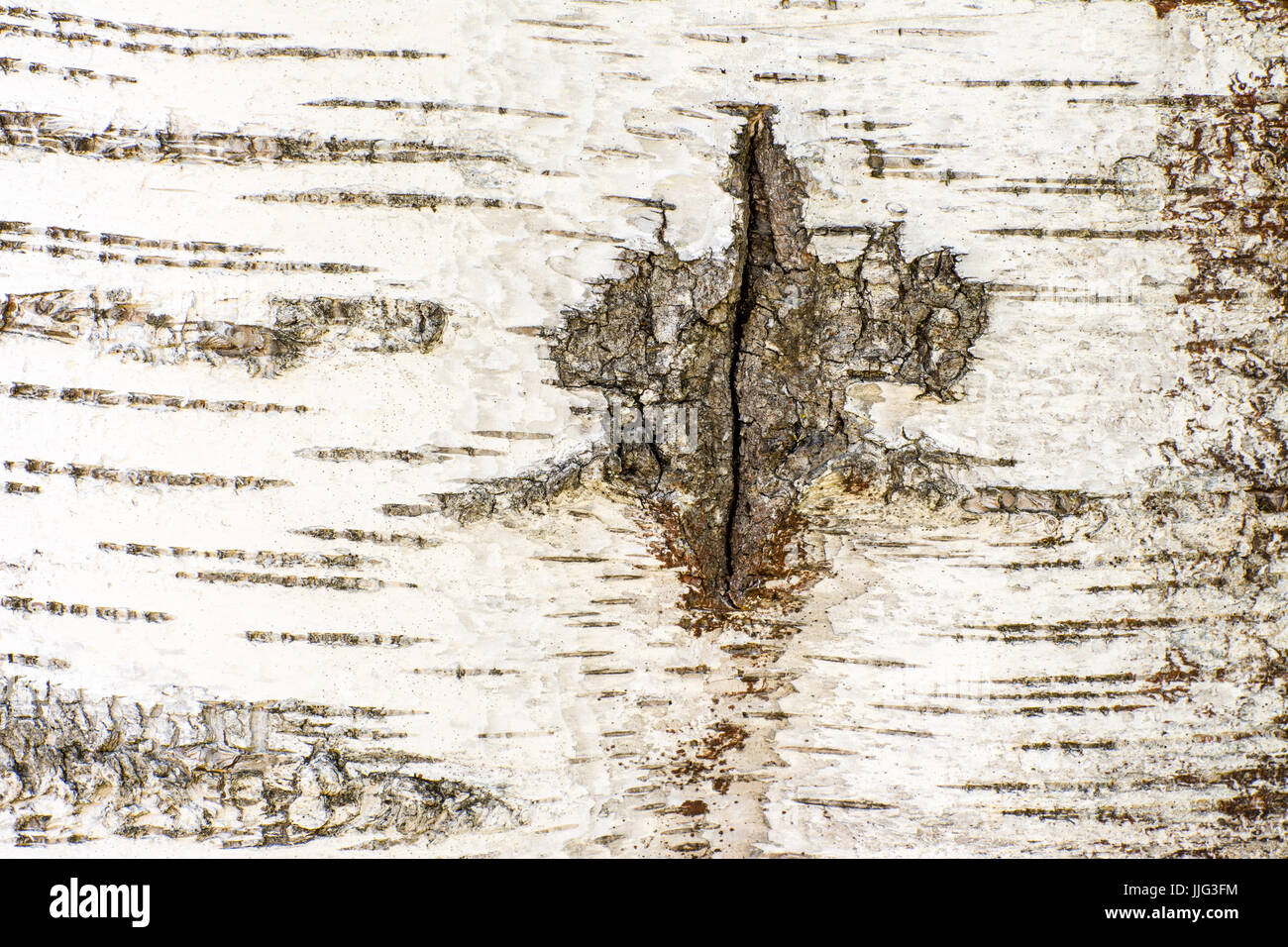 Abstract organic background of a white birch tree bark Stock Photo - Alamy