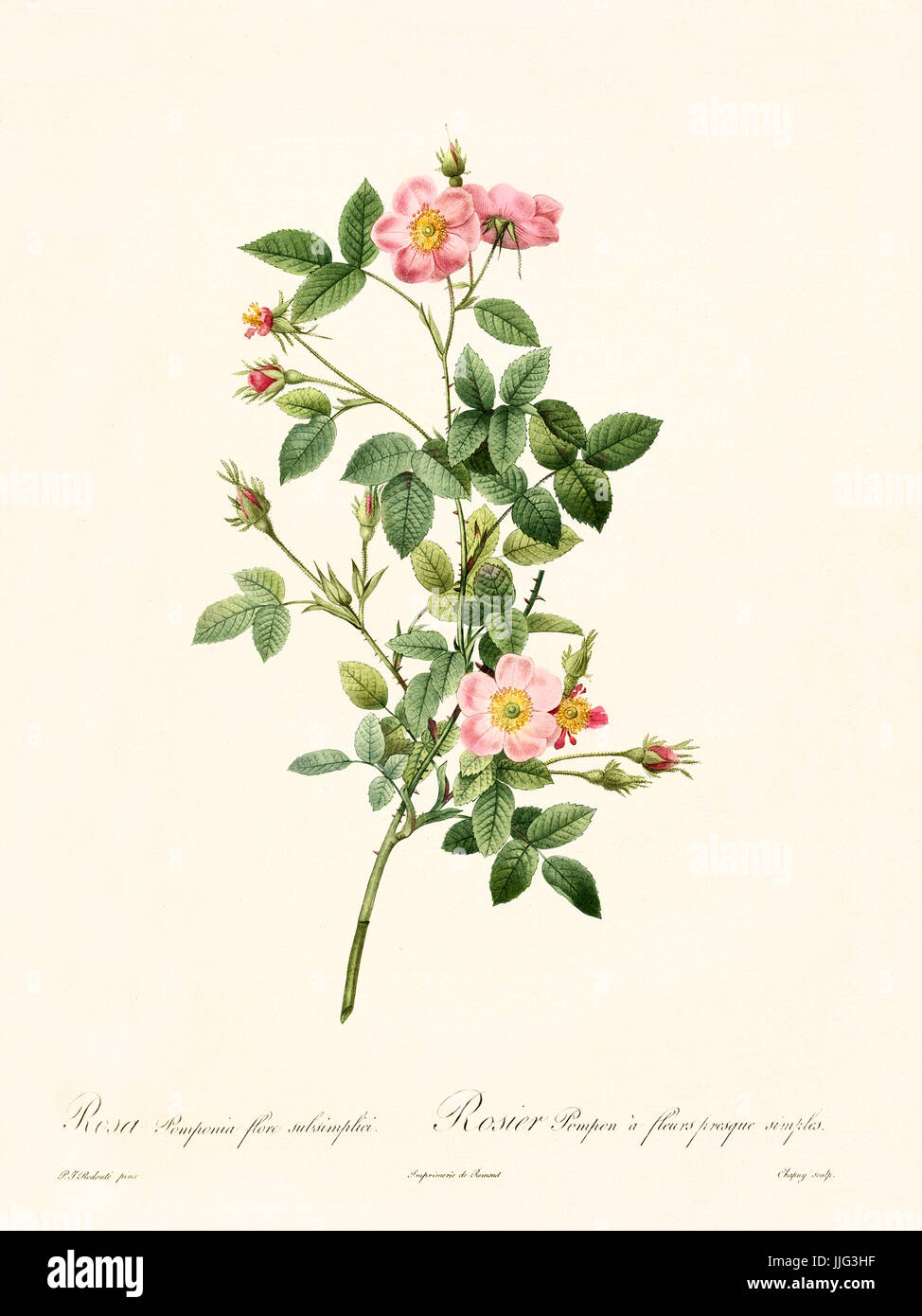 Pomponia hi-res stock photography and images - Alamy