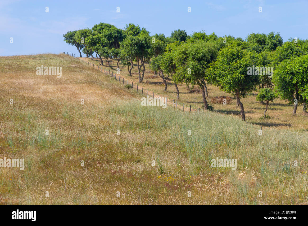 Wild plants, flowers and Cork tree in Porto Covo, Alentejo, Portugal ...