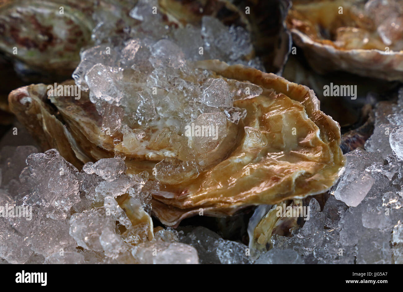 Crushed oyster shells hi-res stock photography and images - Alamy