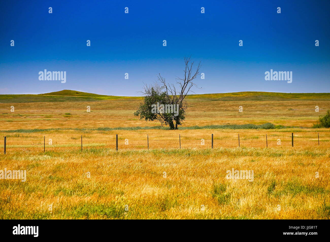 Lonely Nebraska Tree Stock Photo - Alamy