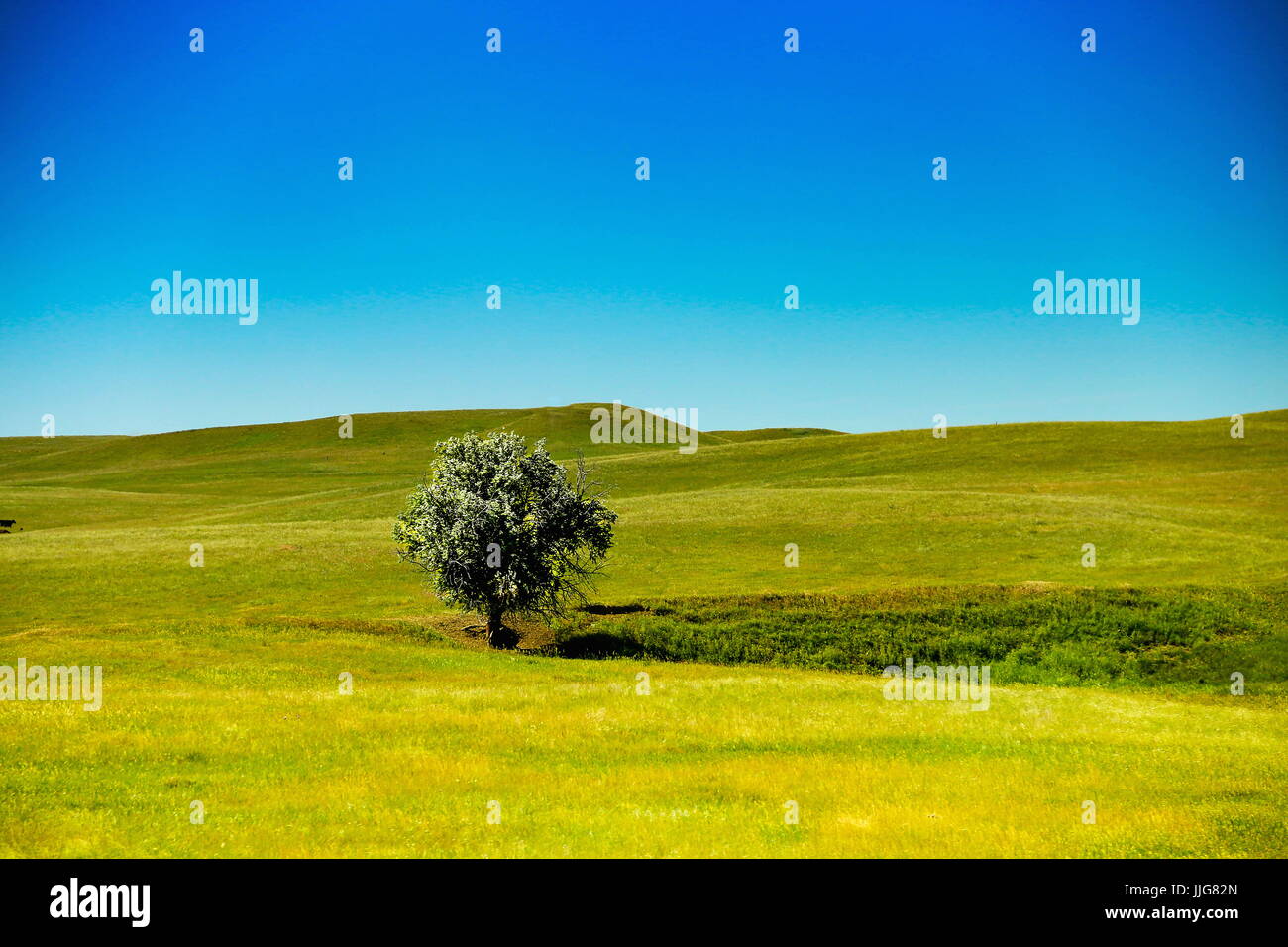 Nebraska tree hi-res stock photography and images - Alamy