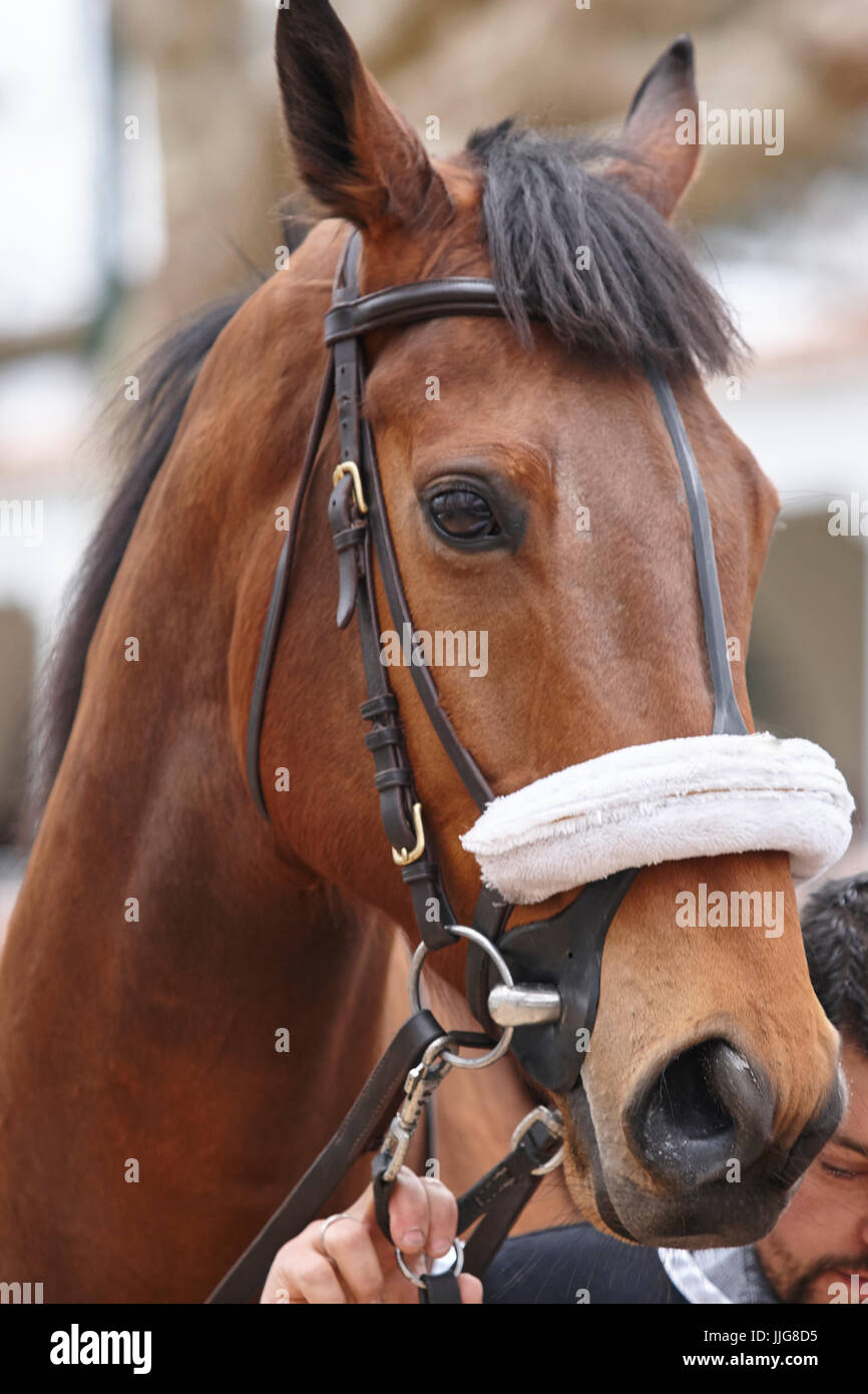 Race horse head ready to run. Paddock area. Vertical Stock Photo - Alamy