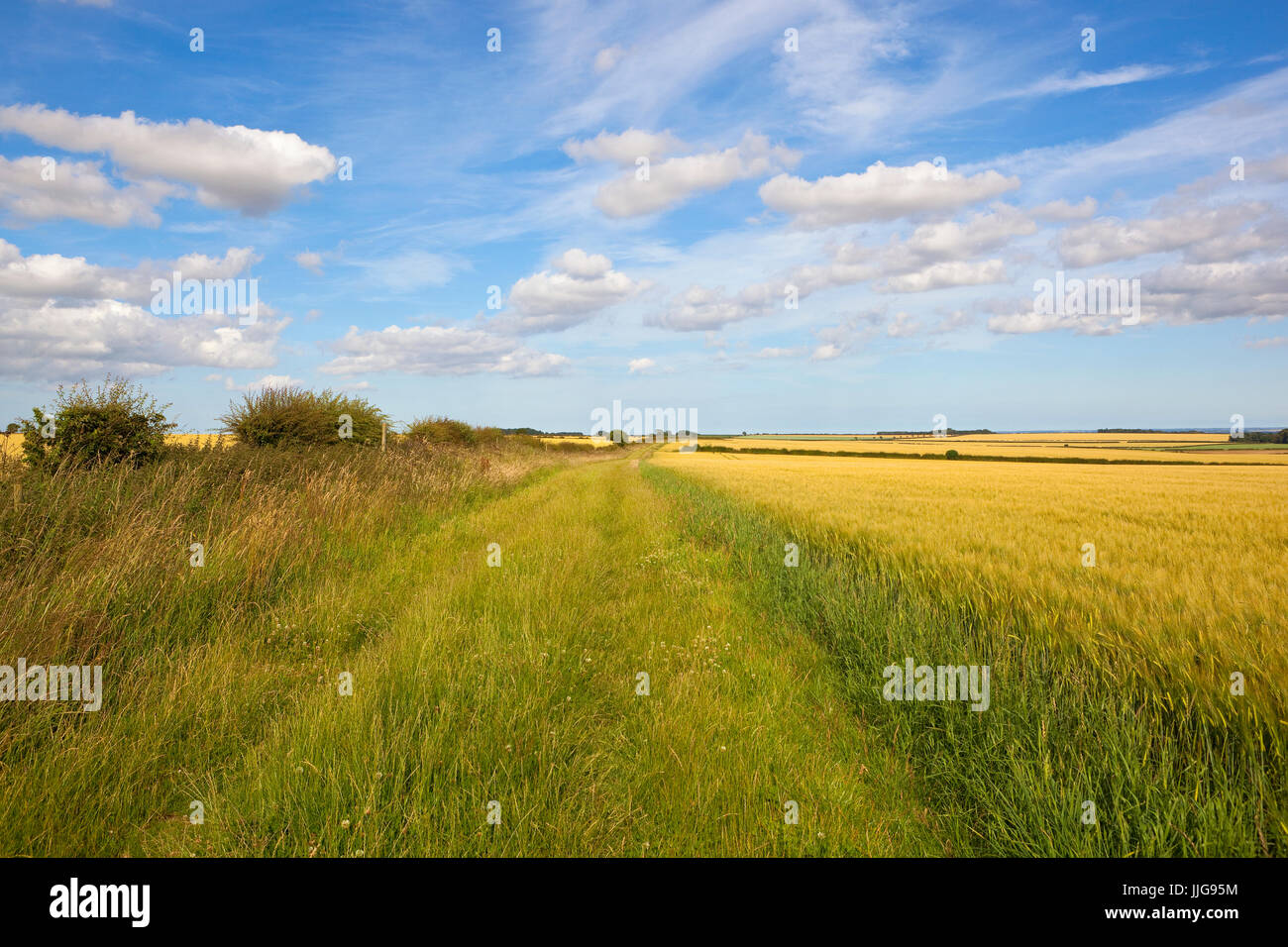 a section of the minster way bridleway with hedgerows and barley fields ...