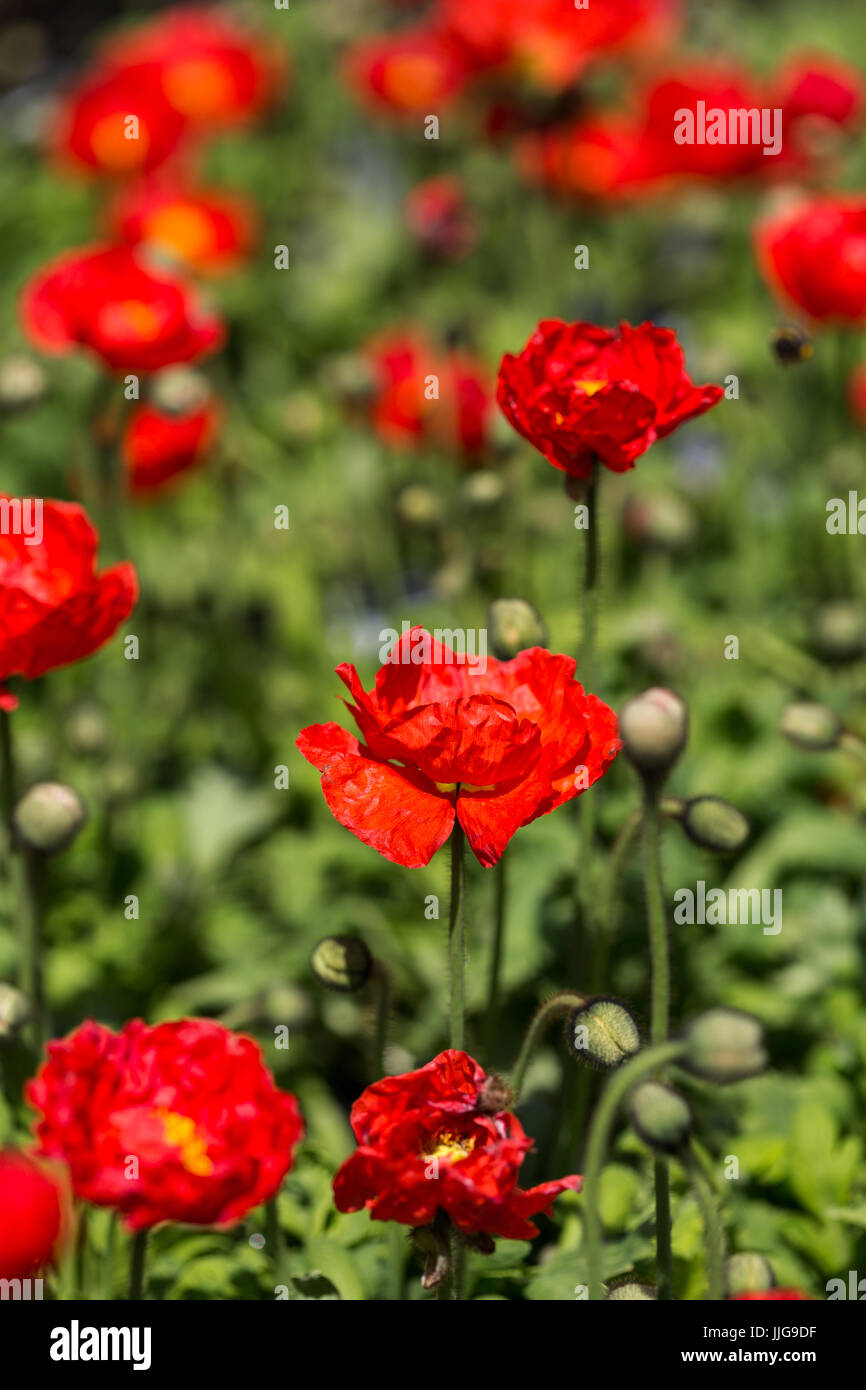 Poppy flowers. England UK Stock Photo - Alamy