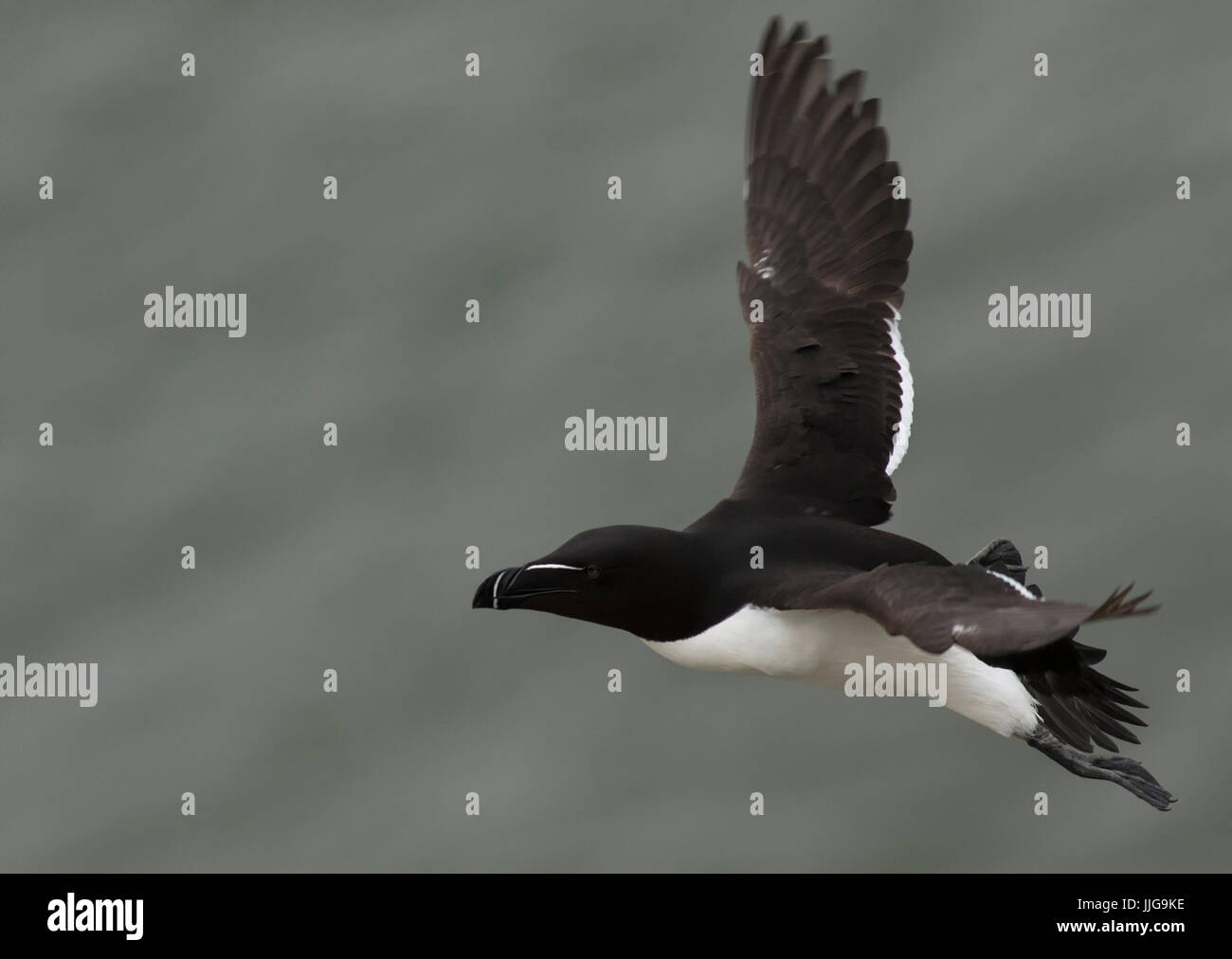 Razorbill in Flight Stock Photo - Alamy
