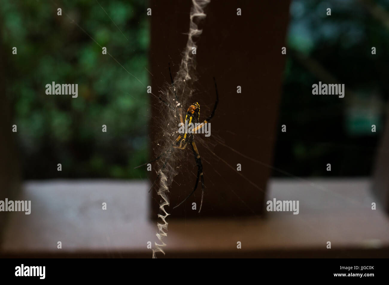Color type spider making a web Stock Photo - Alamy