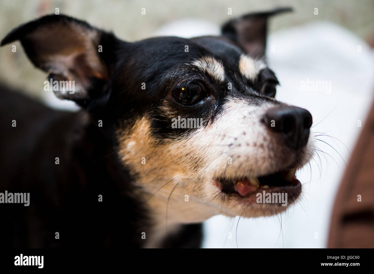 Dog howling hi-res stock photography and images - Alamy