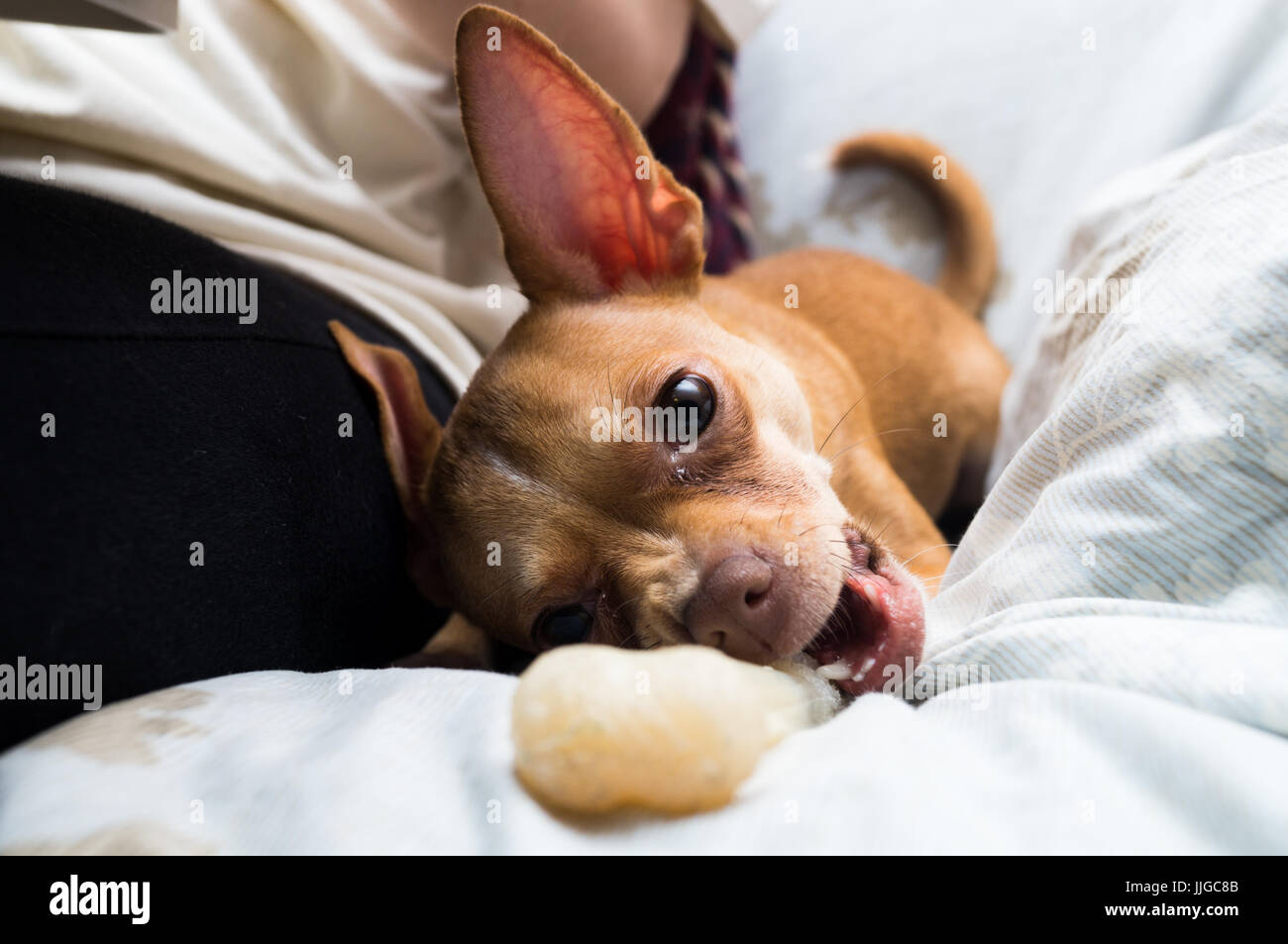 Dog on couch Stock Photo - Alamy