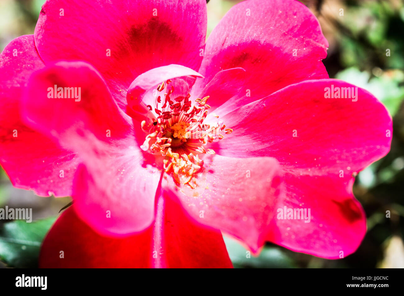 Bright pink single flower hi-res stock photography and images - Alamy