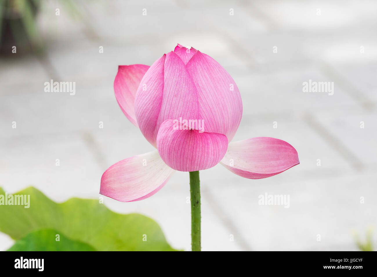 Scarlet plant hi-res stock photography and images - Alamy