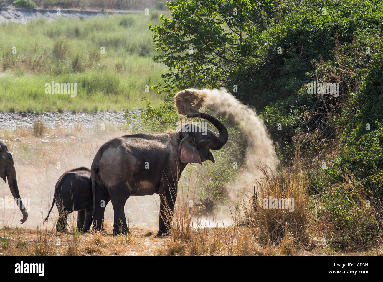 Elephant taking dust bath hi-res stock photography and images - Alamy
