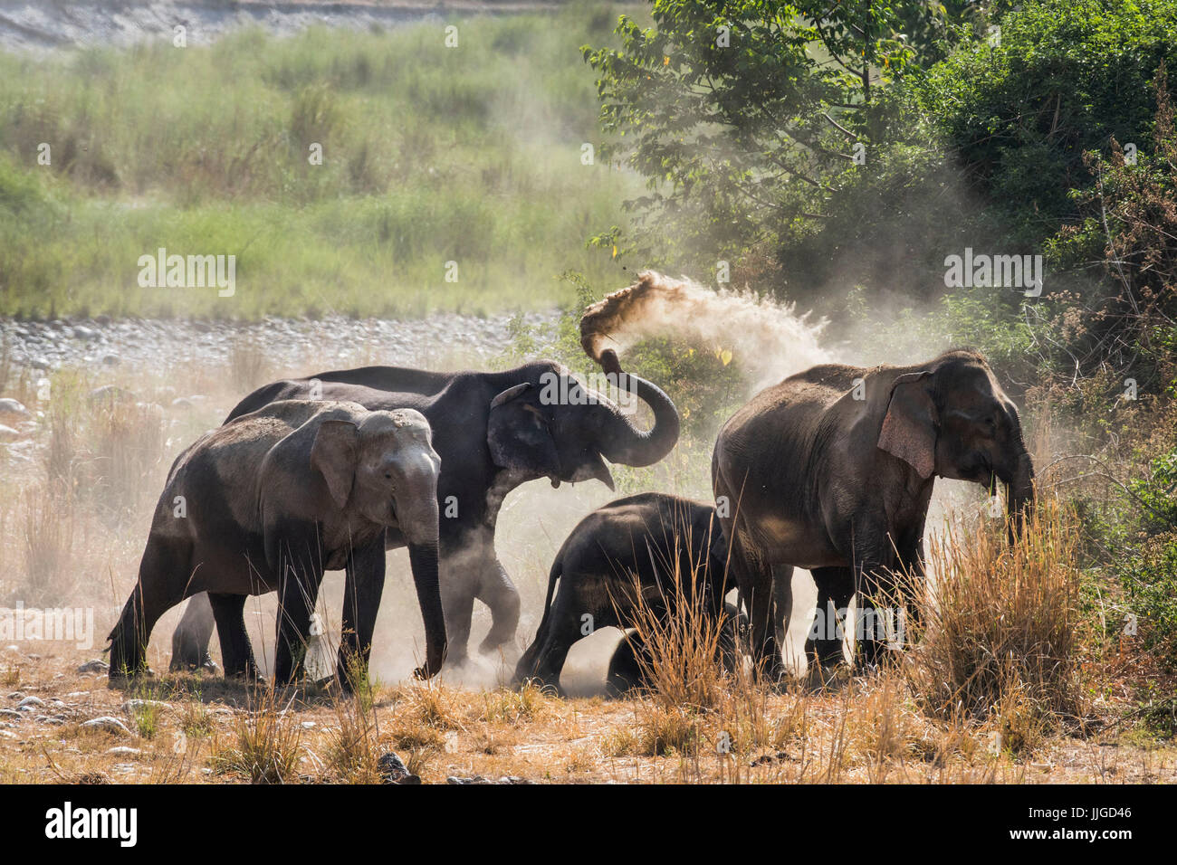 India playful hi-res stock photography and images - Alamy