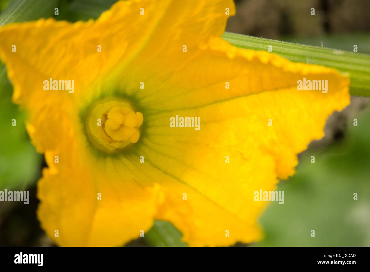 Cucurbita pepo Flower Stock Photo - Alamy