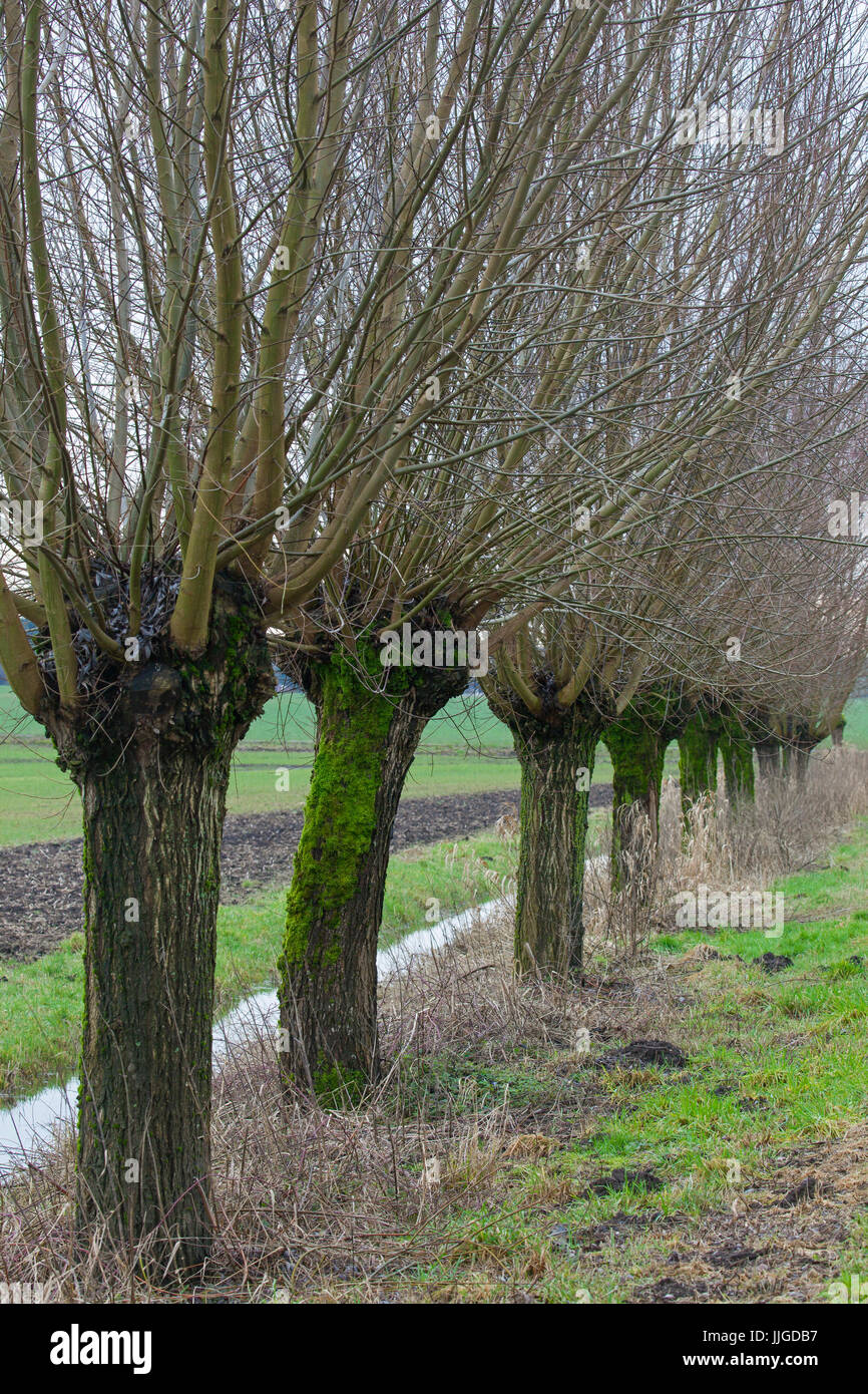 Row of pollarded white willows (Salix alba) bordering field in winter ...