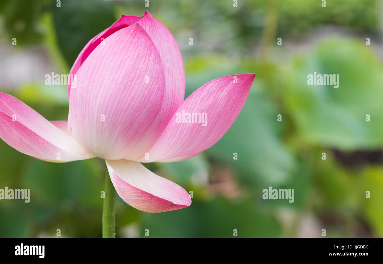 Nelumbo nucifera 'Frankly scarlet'. Lotus flower at RHS Wisley Gardens ...