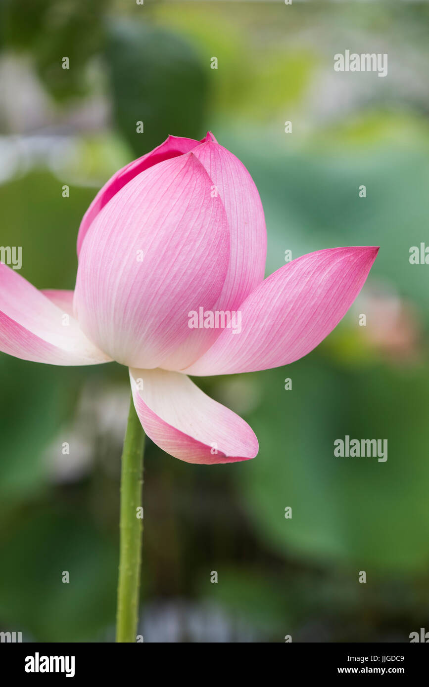 Lotuses hi-res stock photography and images - Alamy