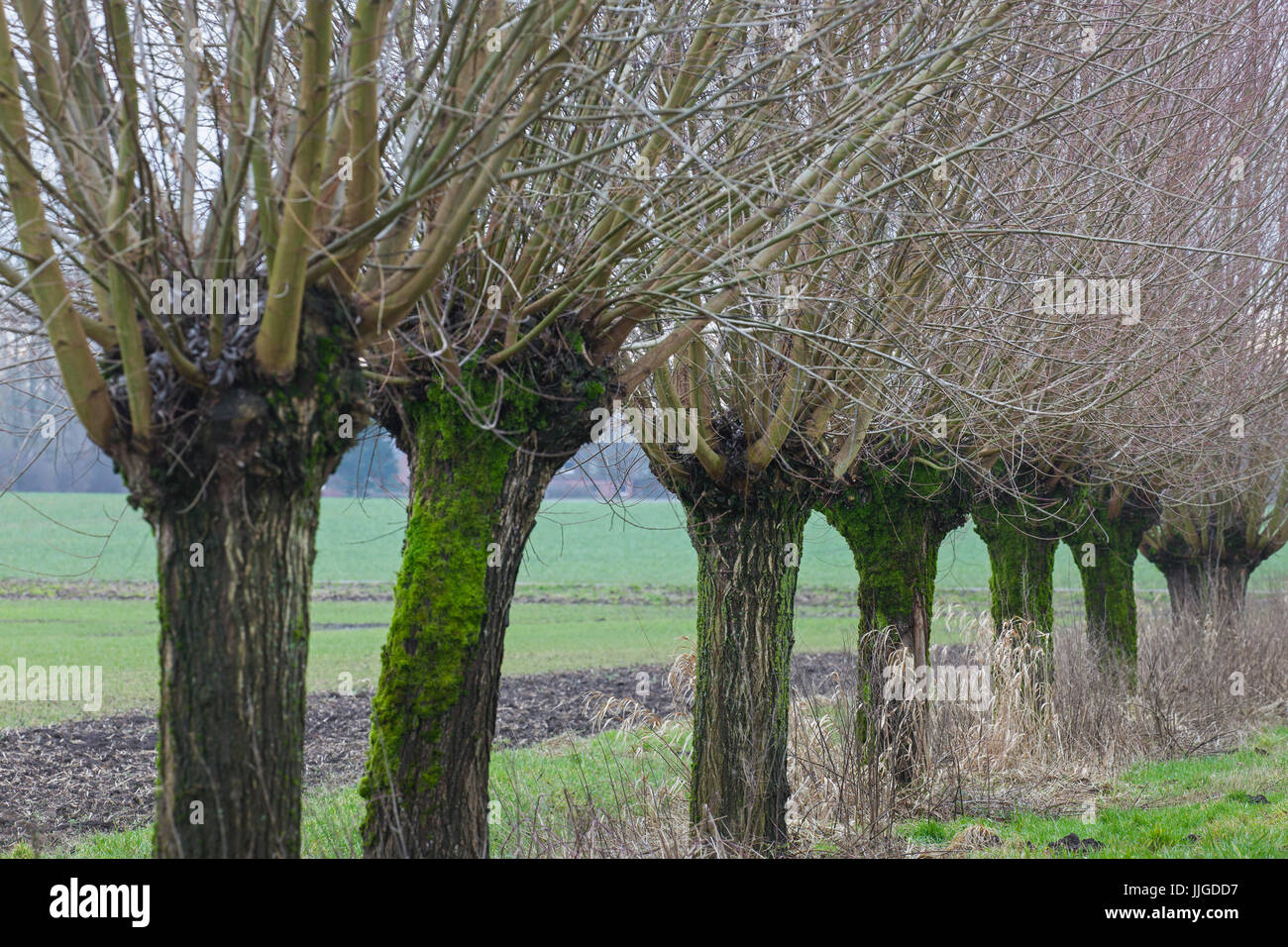 Row of pollarded white willows (Salix alba) bordering field in winter ...