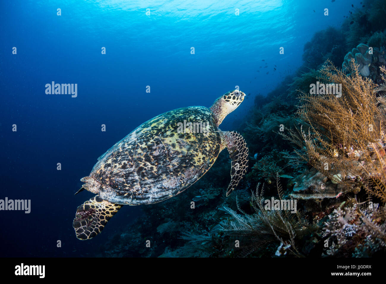 A hawksbill sea turtle swims over the reef in Raja Ampat, Indonesia ...
