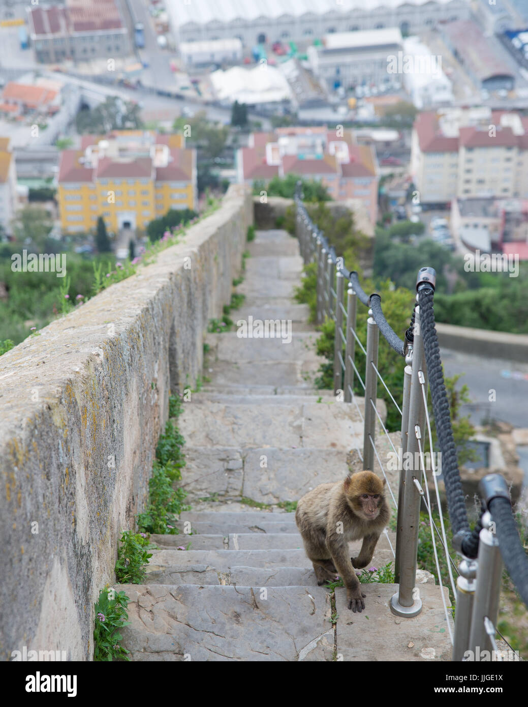 Climbing macaque hi-res stock photography and images - Alamy