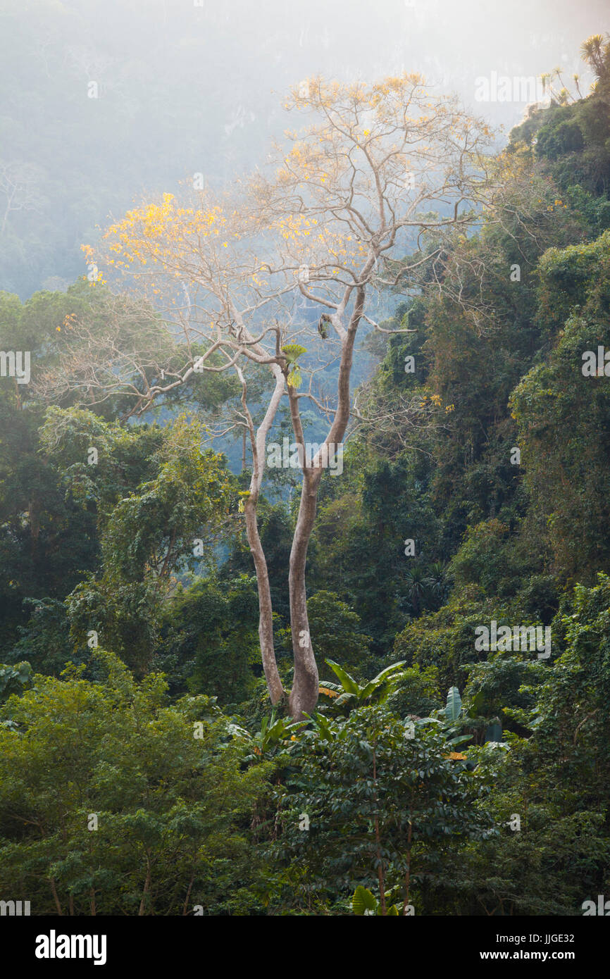 Trees are backlit by a setting sun on the steep karst mountains above ...