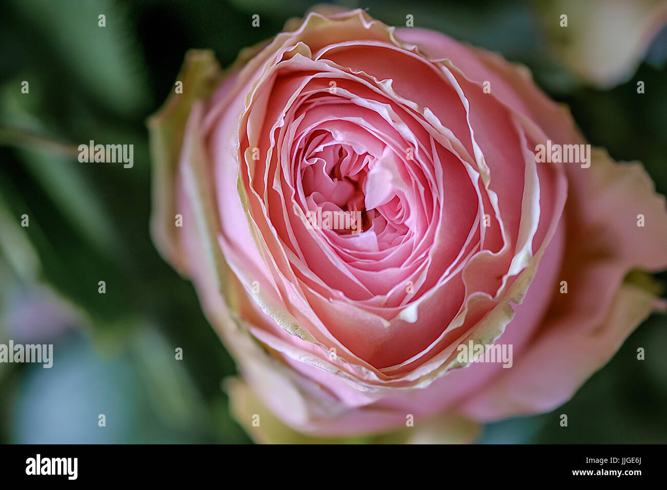 Pink david austin roses hi-res stock photography and images - Alamy