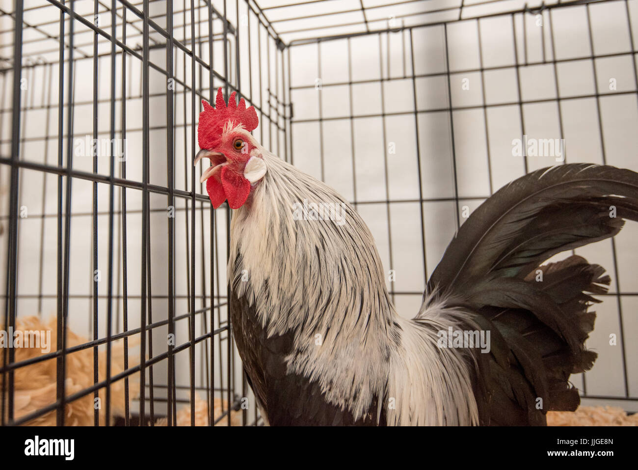 People in cage hi-res stock photography and images - Alamy