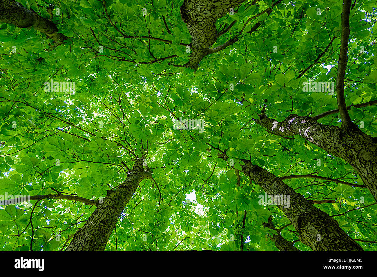 Evening sun light through the crown of chestnut Stock Photo - Alamy