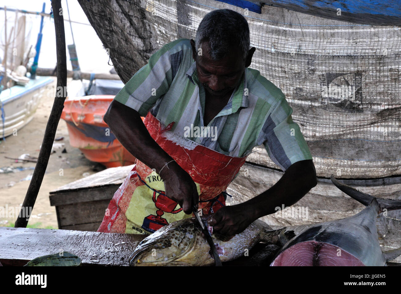 Fish seller preparing fish for sale, Sri Lanka Stock Photo - Alamy